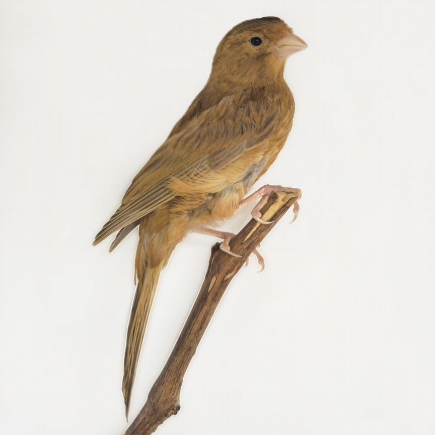 Элитные канарейки