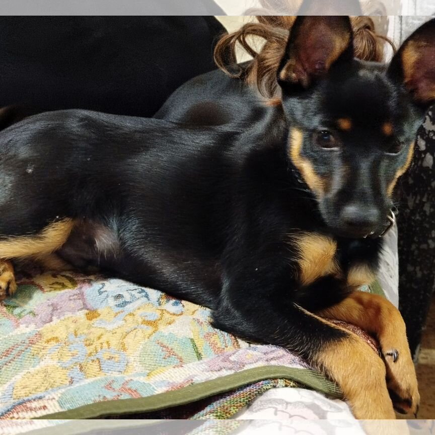 Цвергпинчер, щенок