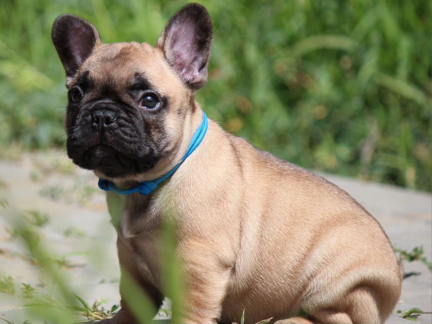 Щенки французского бульдога