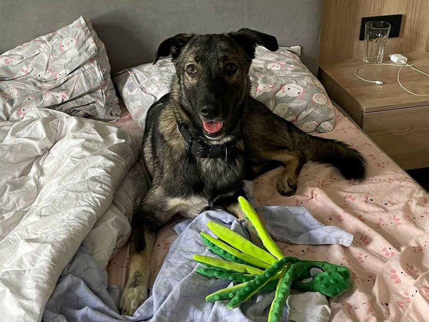 Собака в добрые руки