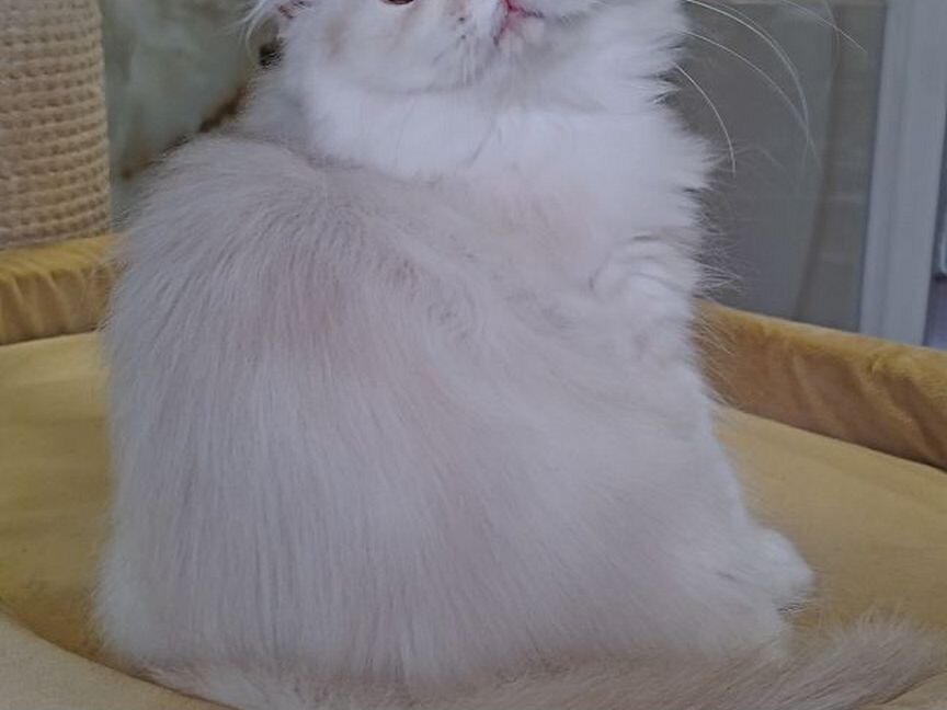 Розовый котёнок, девочка