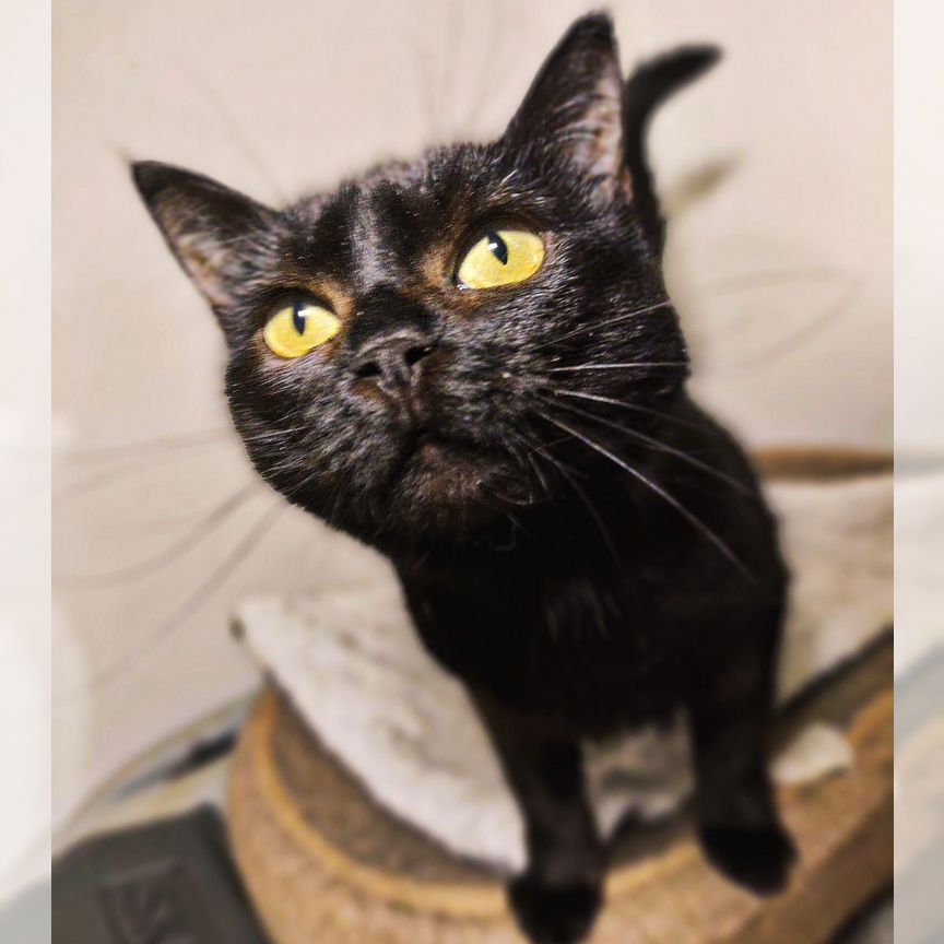 Взрослая, кошка в добрые руки