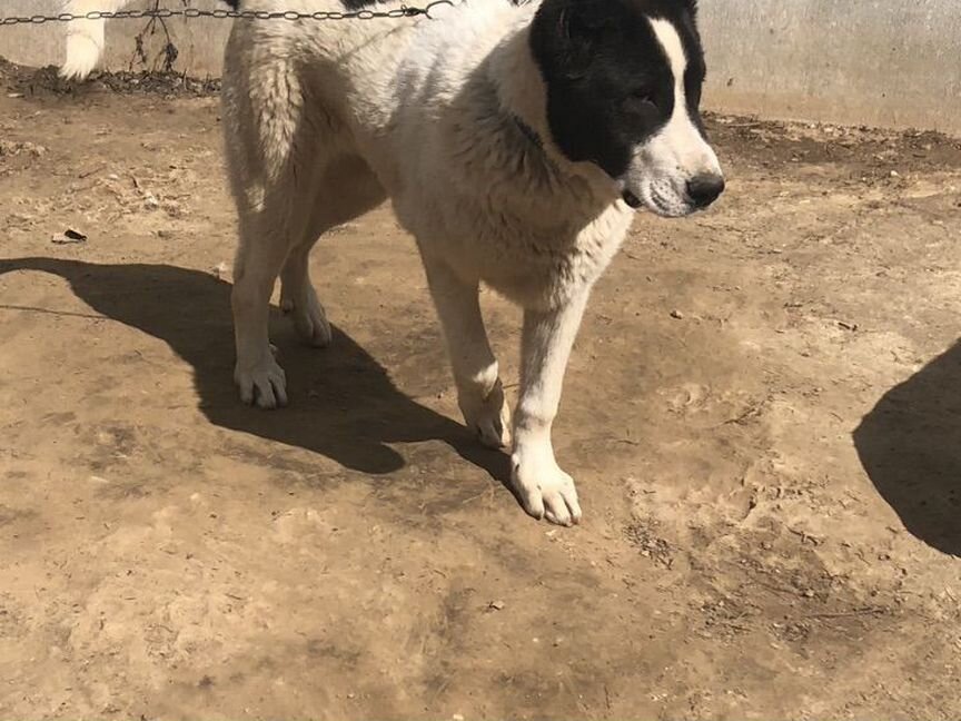 Среднеазиатская овчарка