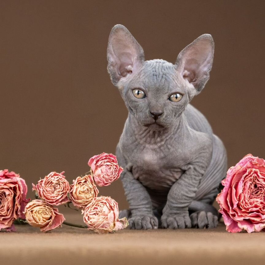 Канадский сфинкс котёнок