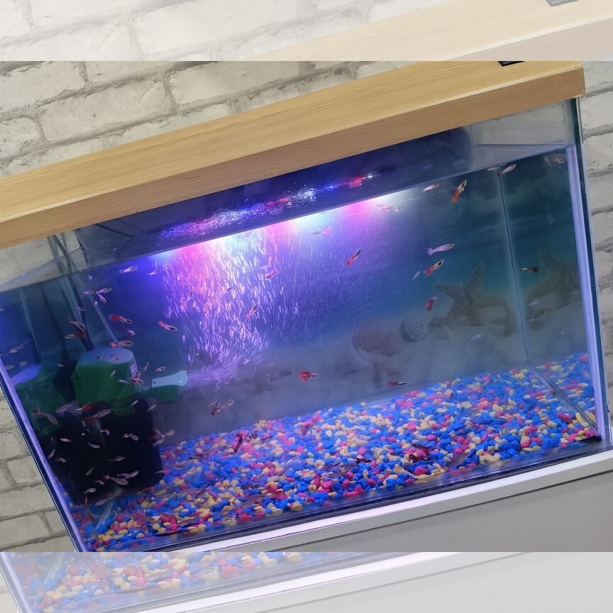 Аквариум с рыбками