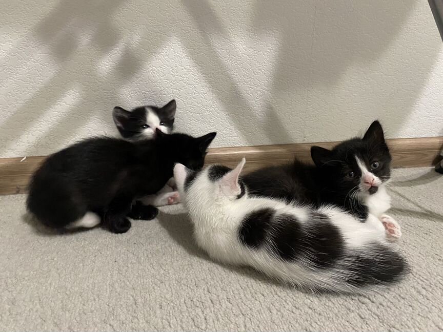 Котята в добрые руки бесплатно