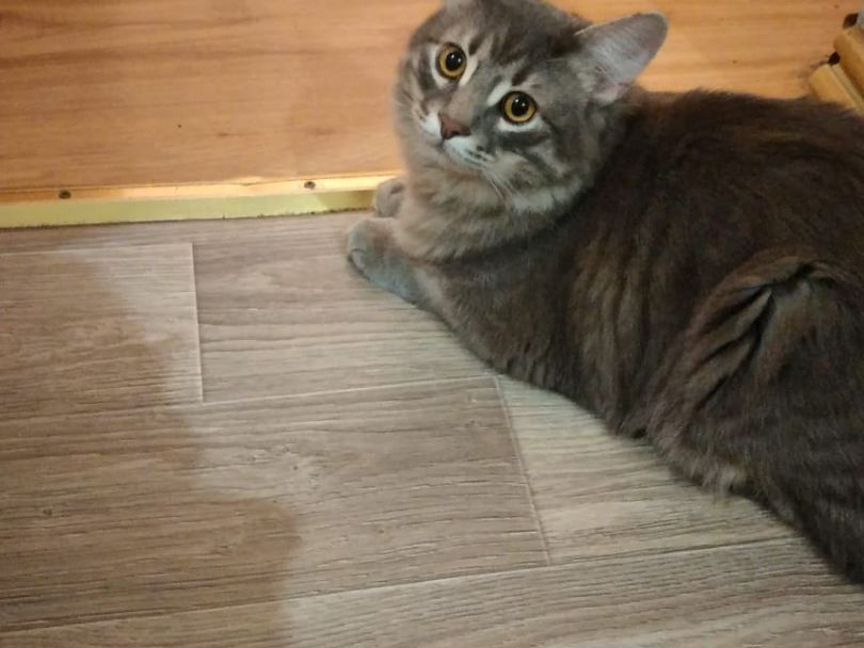 Кошка в дар бесплатно