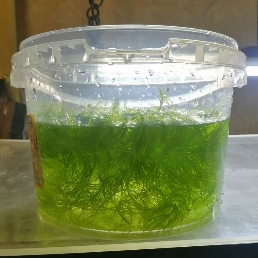 Роголистник 2 литра