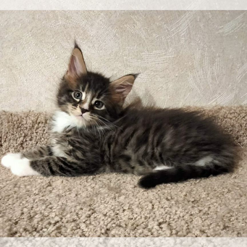 Чёрный тигровый котик мейн кунчик