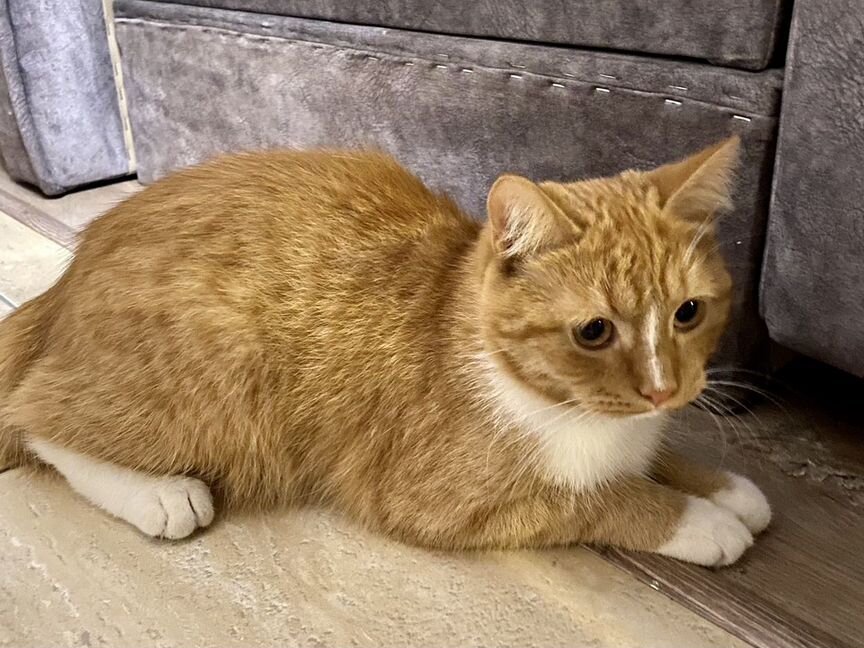 Рыжий котенок в добрые руки бесплатно