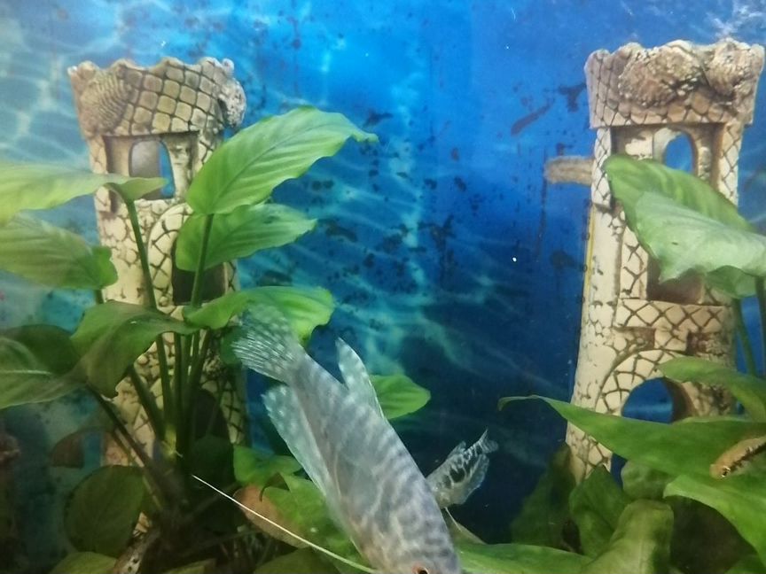 Аквариумная рыба. Гурами. Самец