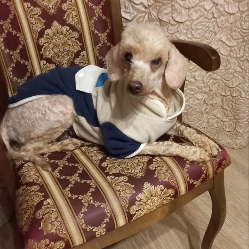 Пудель малый