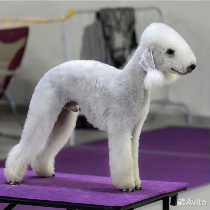 Щенки бедлингтон-терьера