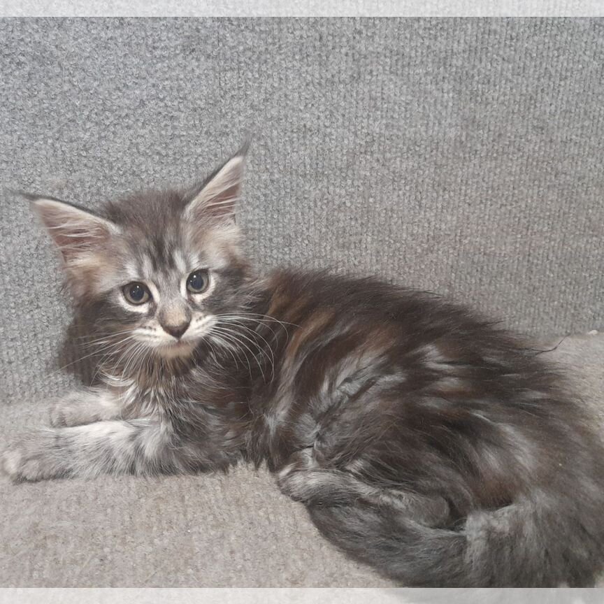 Мейн-кун котёнок