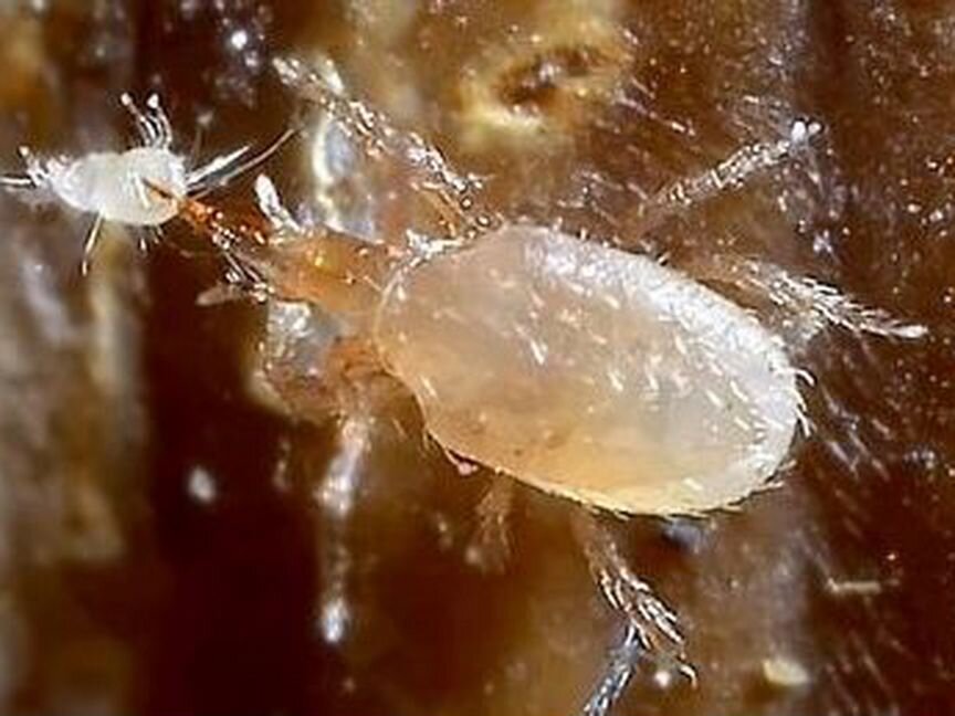 Hypoaspis miles, Гипоаспис, Ногохвостки, Мокрицы