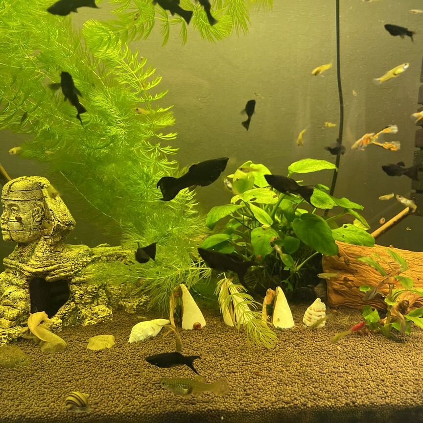 Аквариумные рыбки