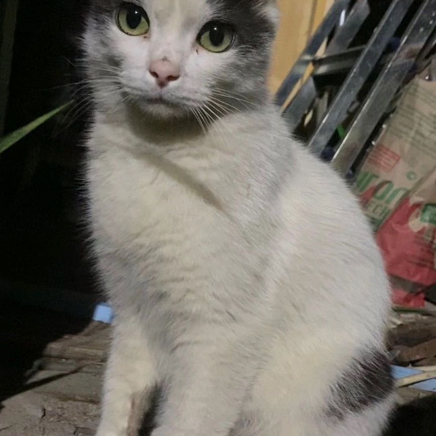 Стерелизованная кошка, 1 год