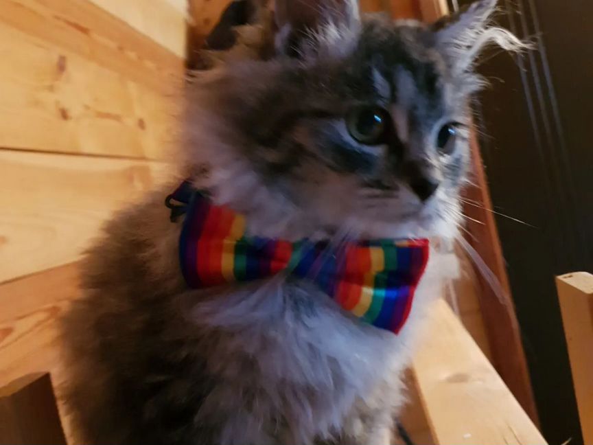 Кошка