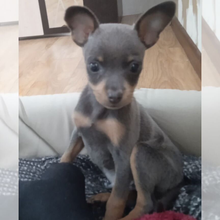 Тойт терьер