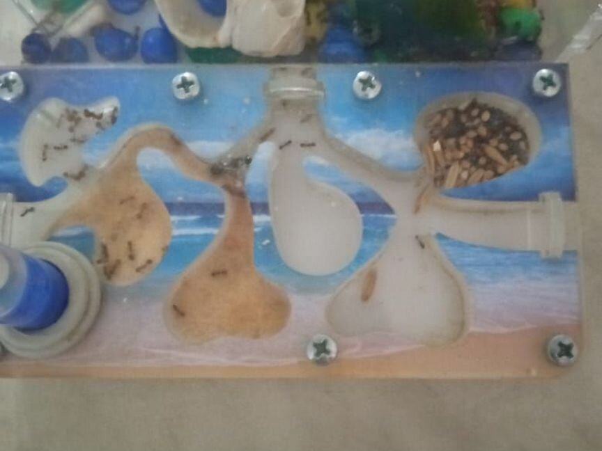 Муравьиная ферма с муравьями