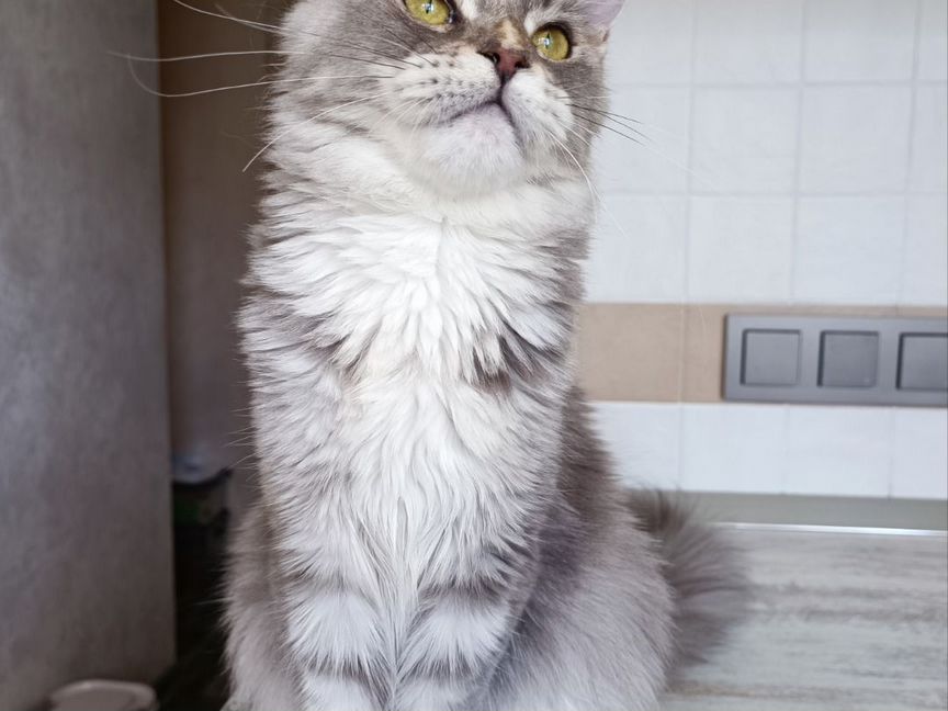 Кошка Мейн-Кун