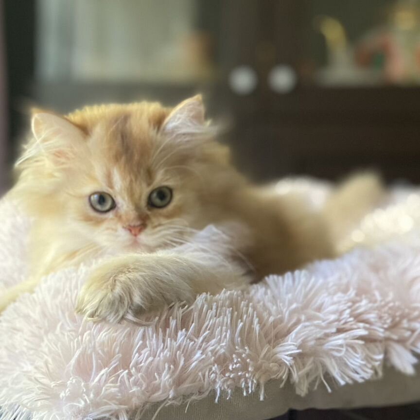 Шотландская кошечка Роза