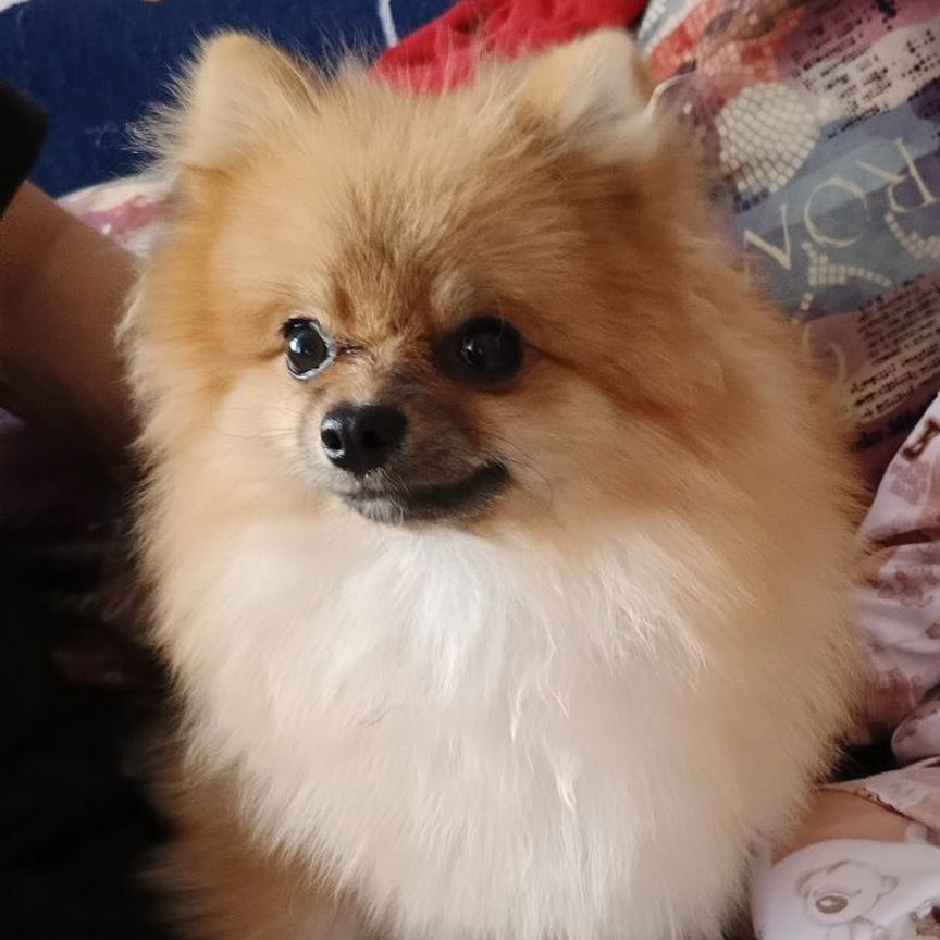 Померанский шпиц, взрослая собака