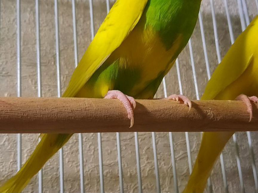 Волнистые попугаи птенцы