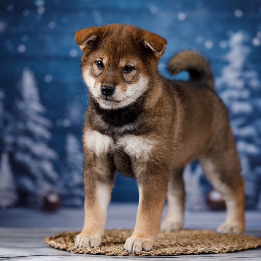 Щенки сиба окрасом сезам