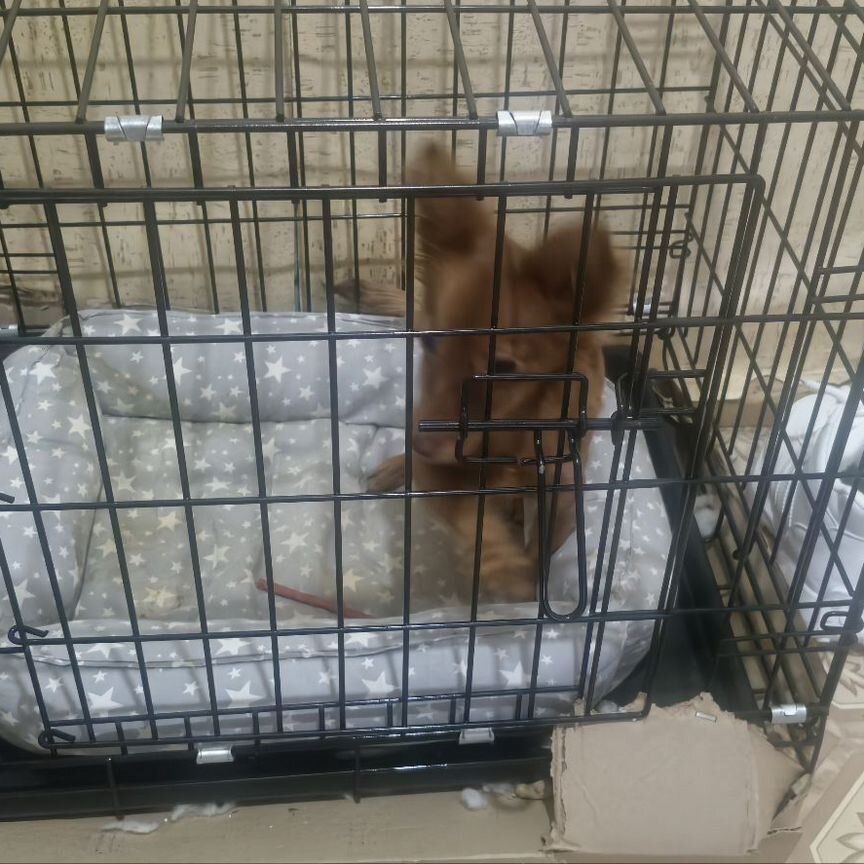 Минитойтерьер