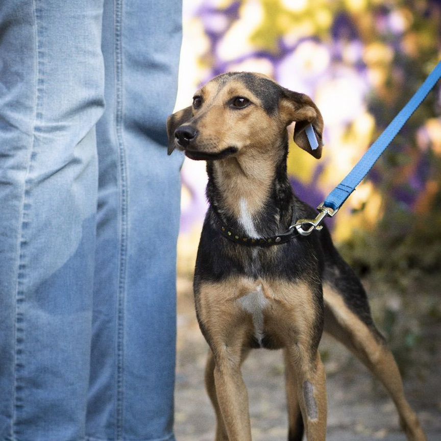 Собака в добрые руки