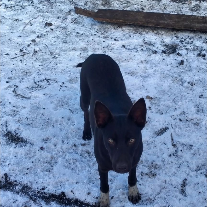 Келпи собаки постушки