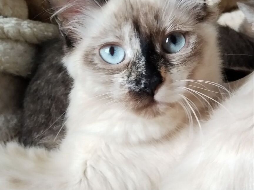 Кошка невская маскарадная