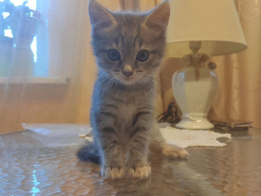 Котята