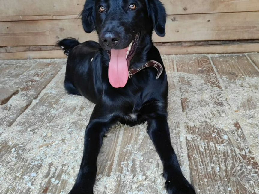 Самый милый очаровашка ждет лусших родителей