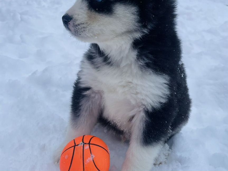 Щенки Помски F3