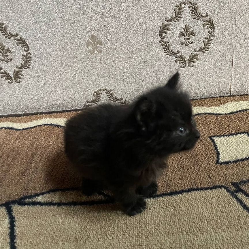 Отдам котят