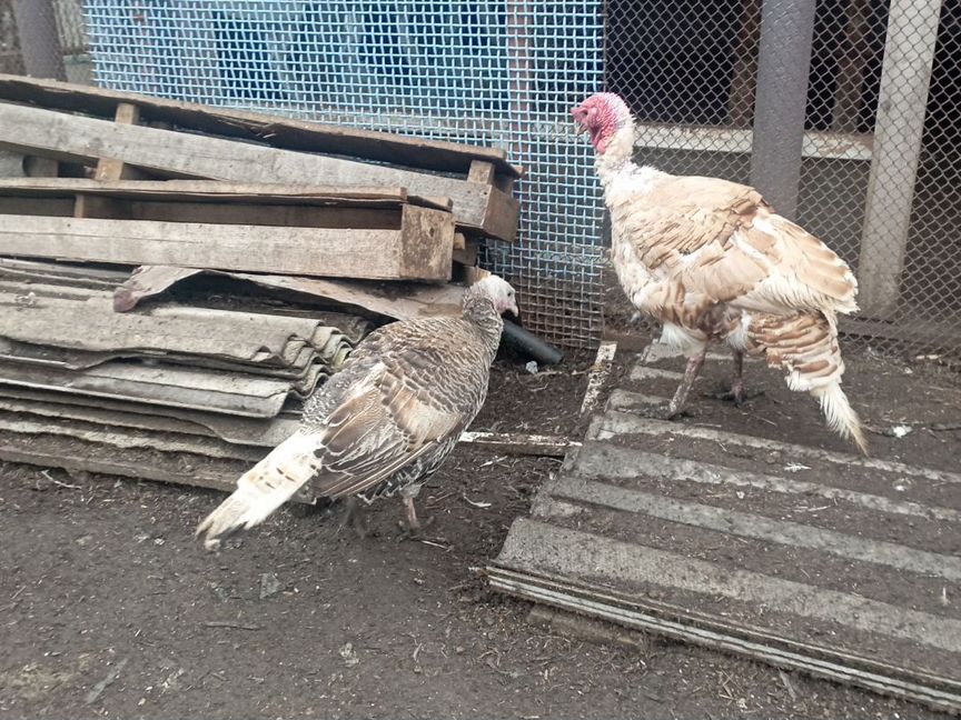 Индюк и индюшка