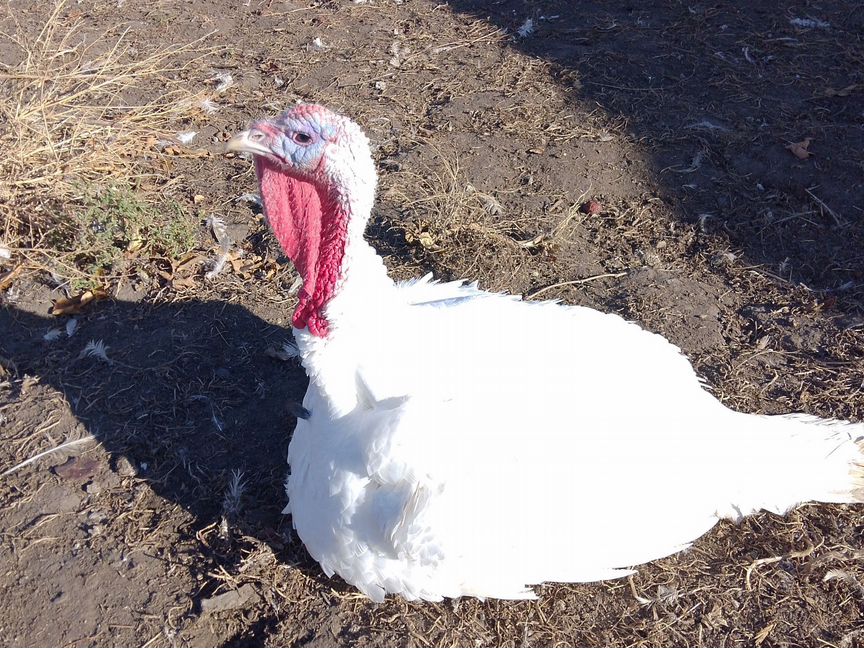 Индюки самцы от 15кг