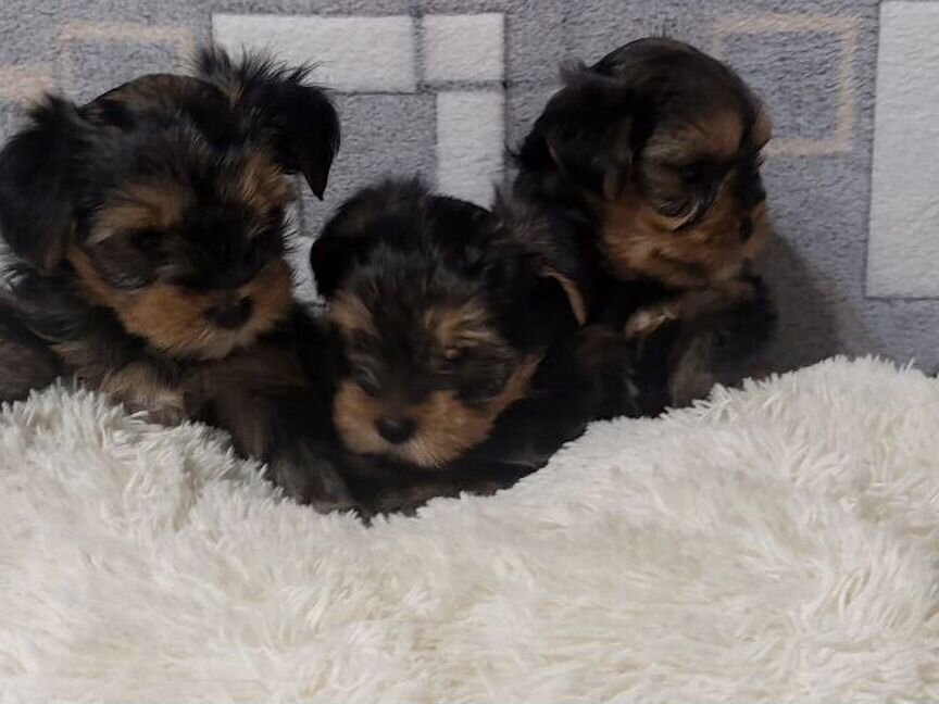 Йоркширский терьер щенки