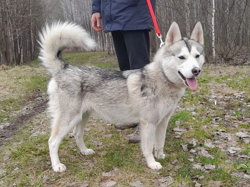 Собака в добрые руки