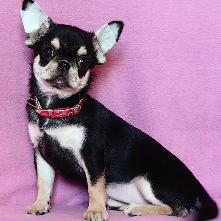 Чихуахуа, щенок