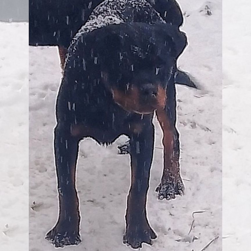 Ротвейлер, щенок