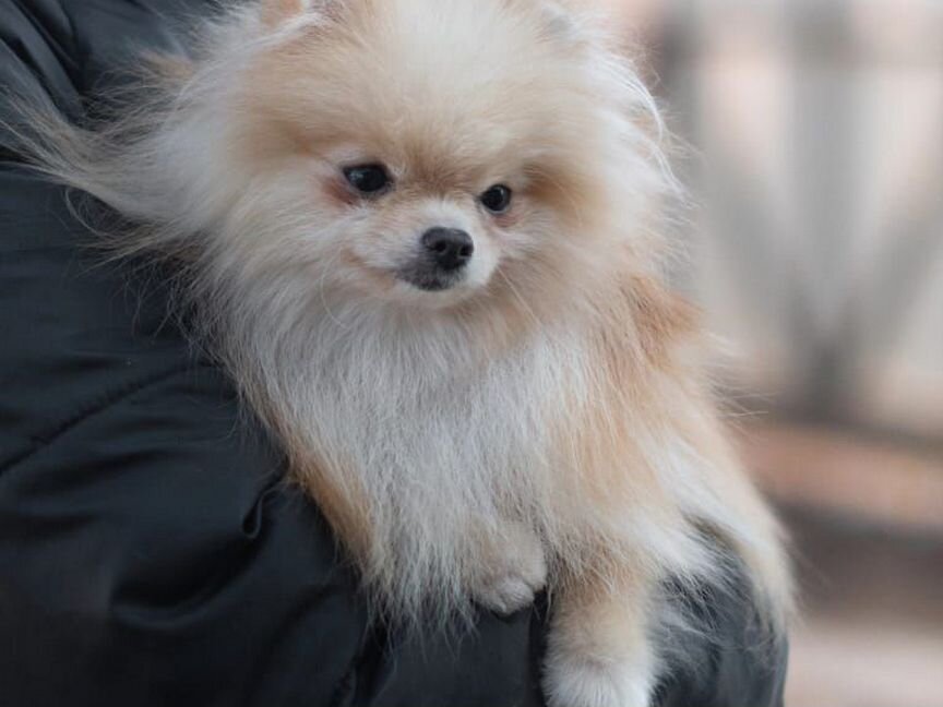 Малышка - помочка для любви и обожания