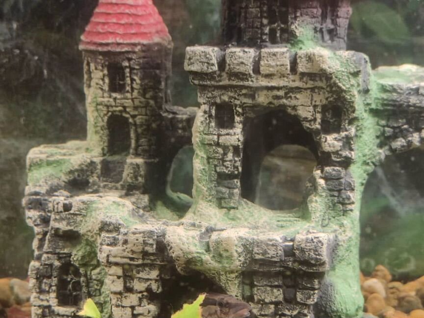 Мастацембелус панцирный