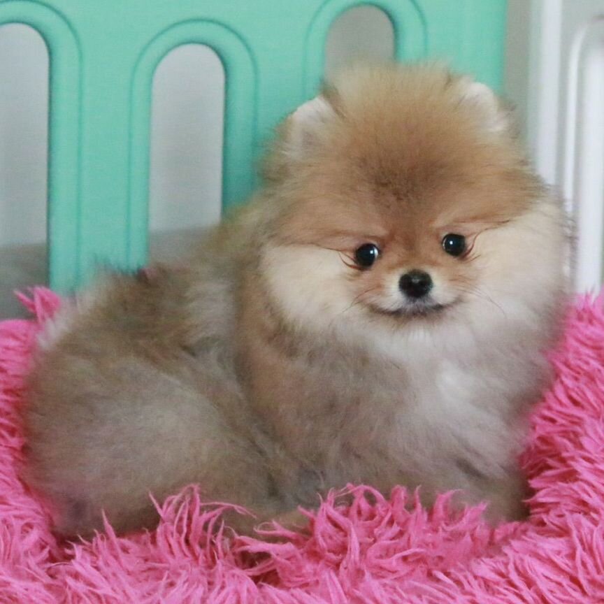 Померанский шпиц, щенок