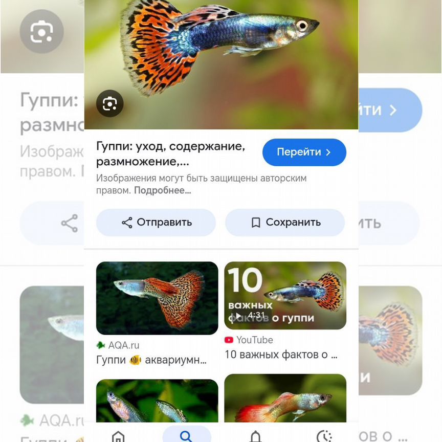Аквариумные рыбки