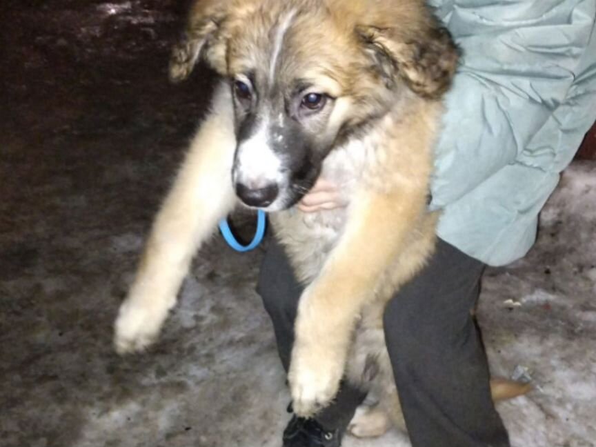 Собака в добрые руки