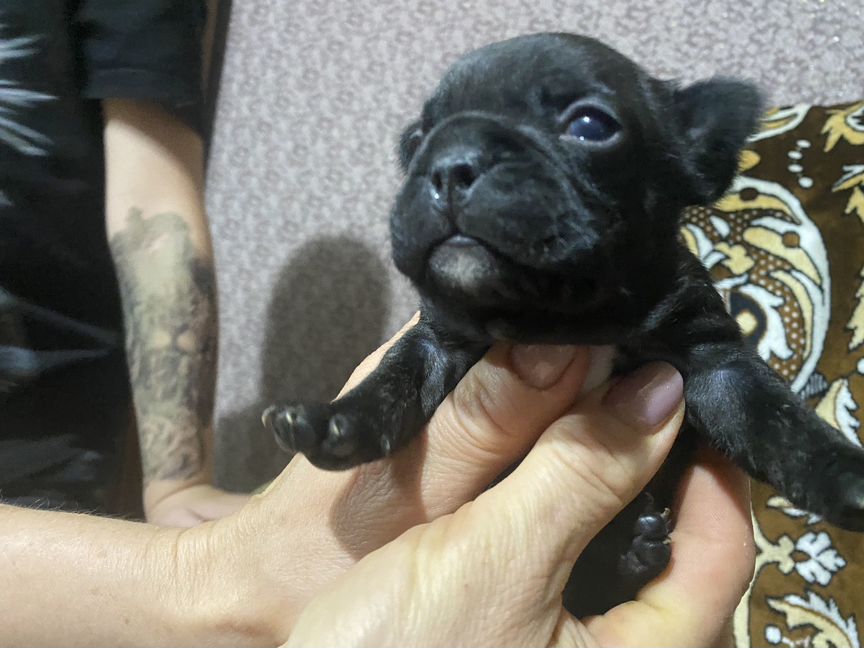 Французский бульдог