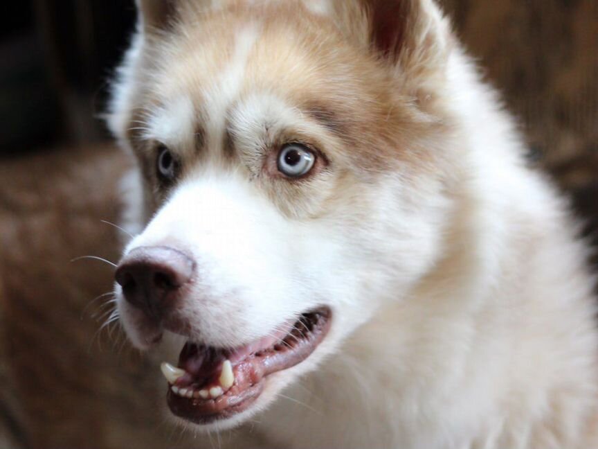 Мальчик хаски, без двух лапок, никто не берет